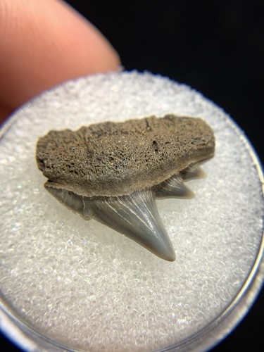 Antwerp Belgium Fossil Cow Shark Tooth Prehistoric History Gem Collect ...