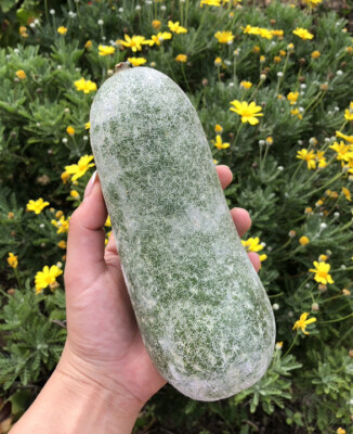 ASH GOURD WAX GOURD Spring Summer 60 Seeds Vegetable Garden WINTER ...