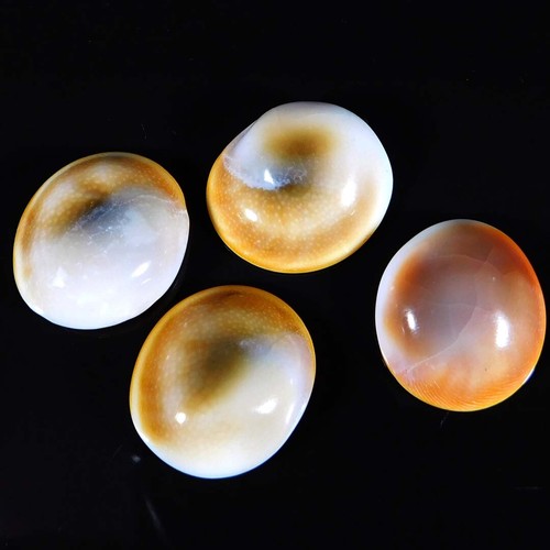 Natural Shiva Eye Shell Wholesale Lot Fancy Cabochon Loose Gemstone 105 ...