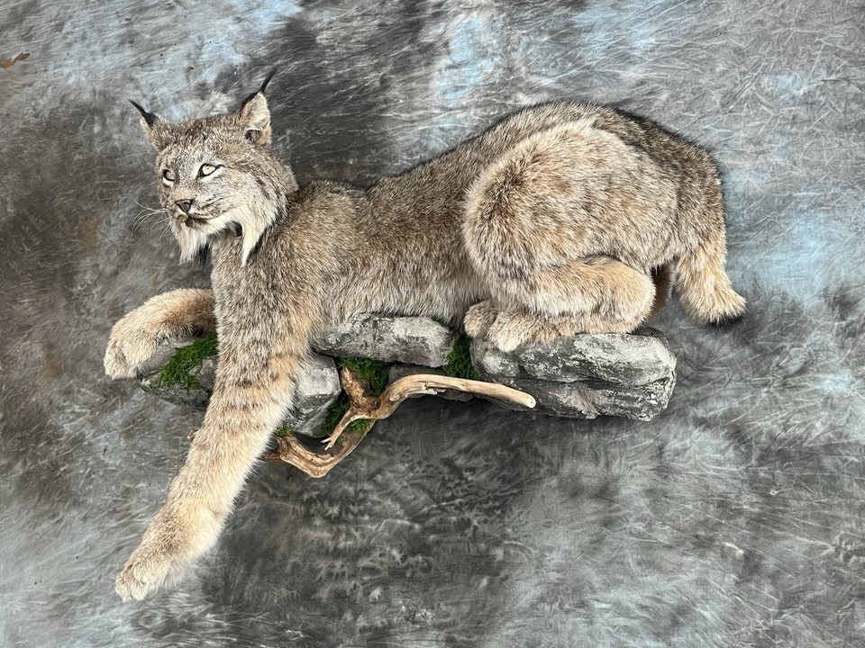 FHWL34 - Alaskan Lynx Taxidermy Full Body Mount Prime Fur | eBay