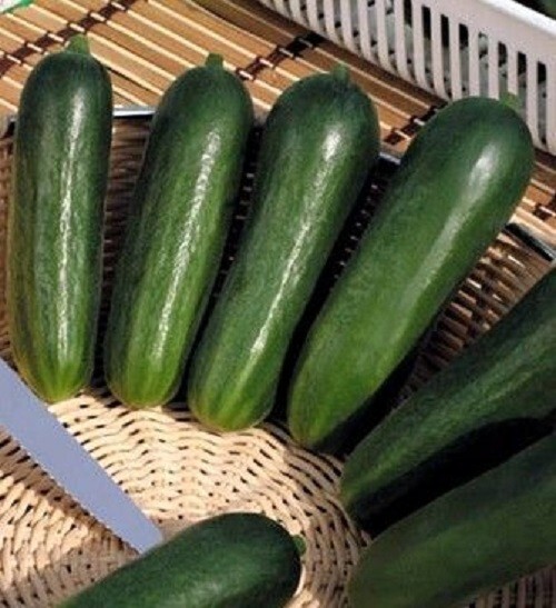 Seeds Cucumber Parthenocarpic Baby Mini F1 Gherkin Vegetable Organic ...