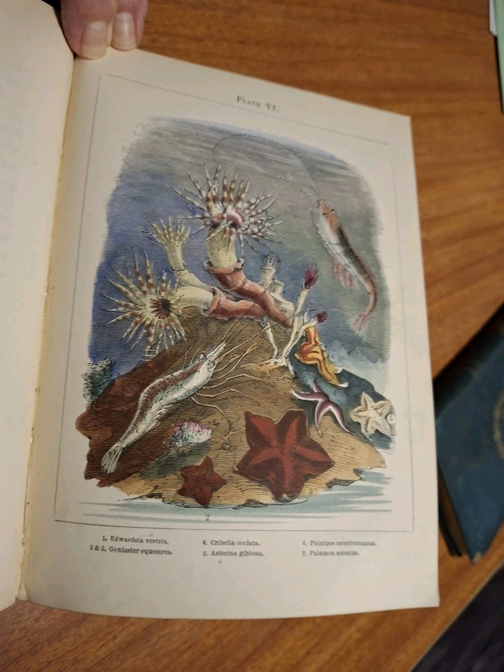 Vintage Old Antique Aquarium 1857 Ocean & River Gardens 20 Hand Colored ...