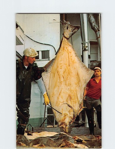 Postcard Halibut Fish Prince Rupert British Columbia Canada | eBay