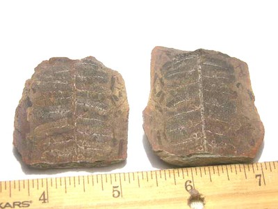 SEED FERN FOSSIL PTERIDOSPERM IN A COFFIN LIKE MATRIX MA,USA 1.8x1.7 ...