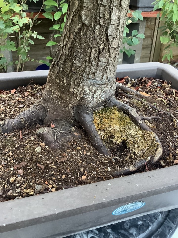 Impressive Mature Pin Oak Bonsai Tree (Quercus Palustris) | eBay UK