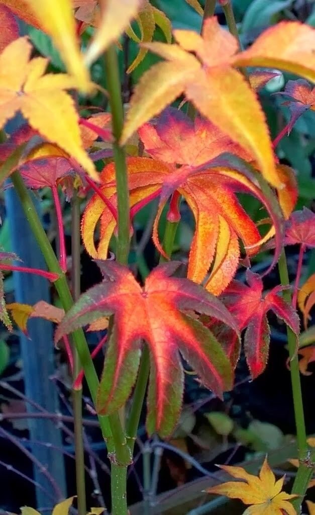 Hogyoku Japanese Maple One of The Best Maples for Fall Color 2 - Year ...