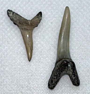 SAND TIGER SHARK TEETH FOSSIL fossilized Florida | eBay