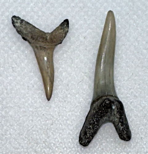 SAND TIGER SHARK TEETH FOSSIL fossilized Florida | eBay