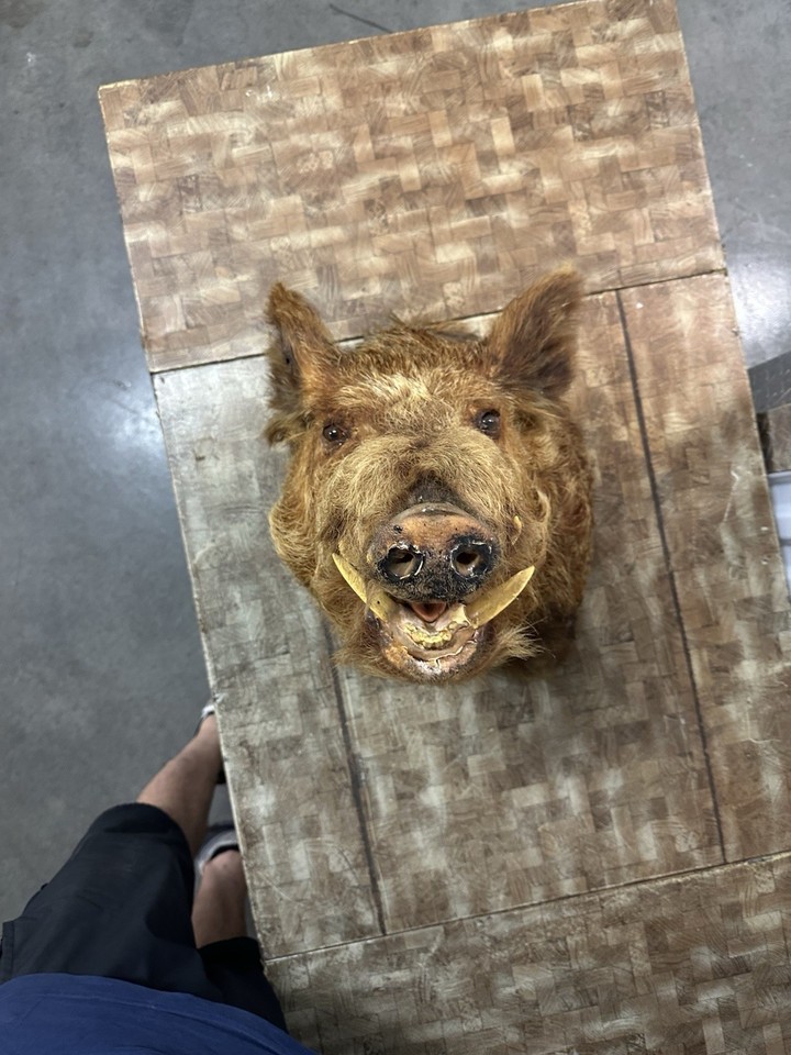 Vintage Wild Boar Shoulder Mount Taxidermy – Real Hog Head – Cabin ...
