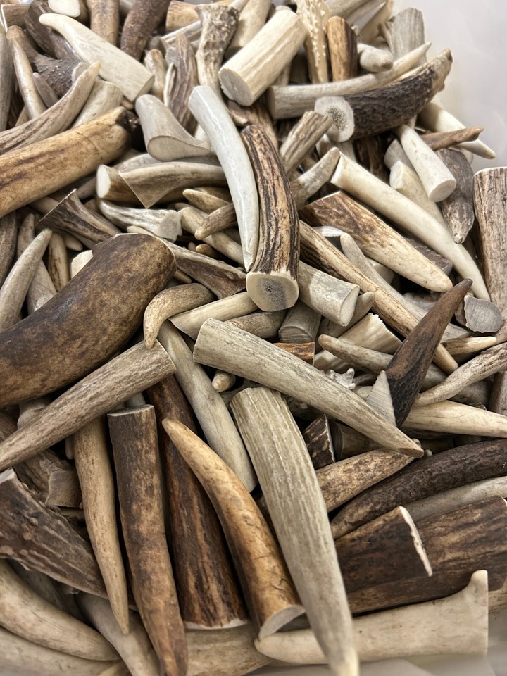 1 Lbs Deer Elk Antler Tips – Tines, Grade A – Jewelry, Crafts, Display ...