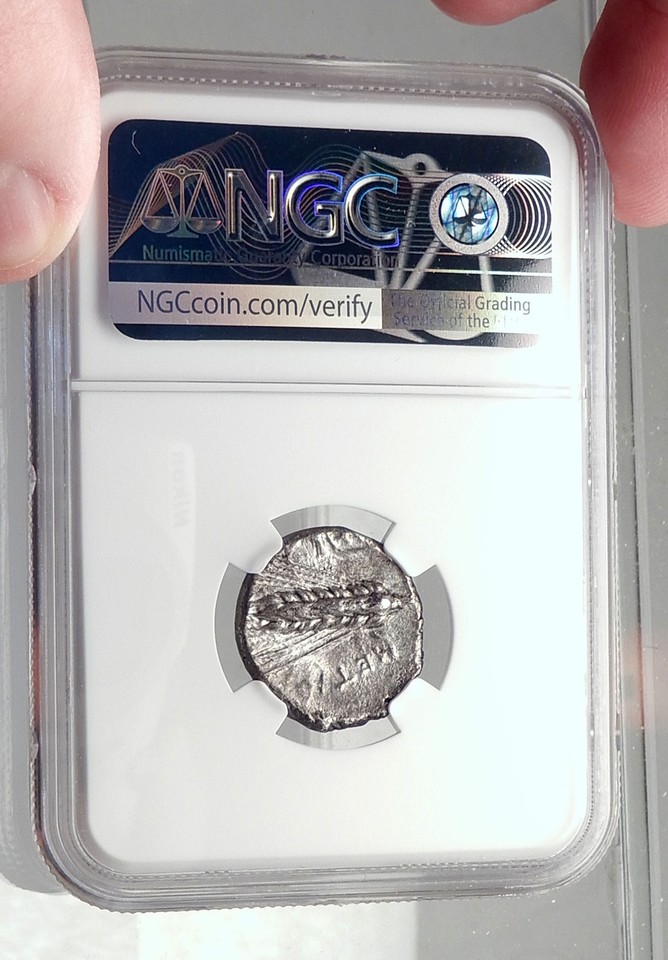 METAPONTION Metapontum in LUCANIA Silver 340BC Greek Coin w LEUKIPPOS ...