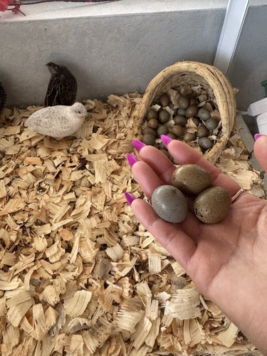 10 Fertile Button Quail Hatching Eggs | eBay