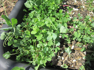 Premium Chicken Poultry Forage Seed Mix - All-Natural- Midwest/ Mid ...