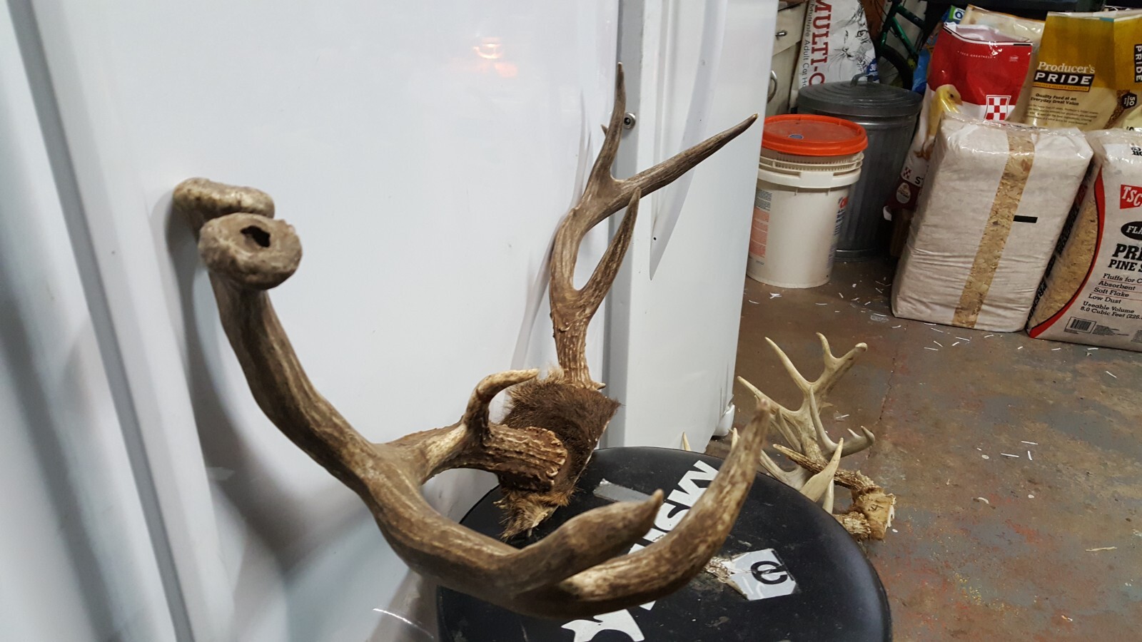 27" FREAK ACORN Buck MULE DEER RACK antlers whitetail mount sheds ...