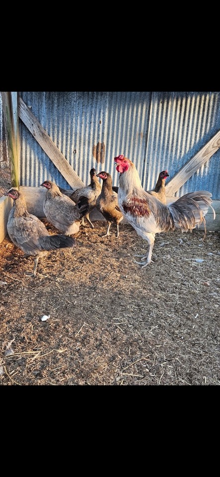 Pure Peruvian One Dozen Hatching Eggs | eBay