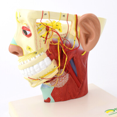 Nerves of Head Skull and five sense organs cosmetic plastic nerve model ...