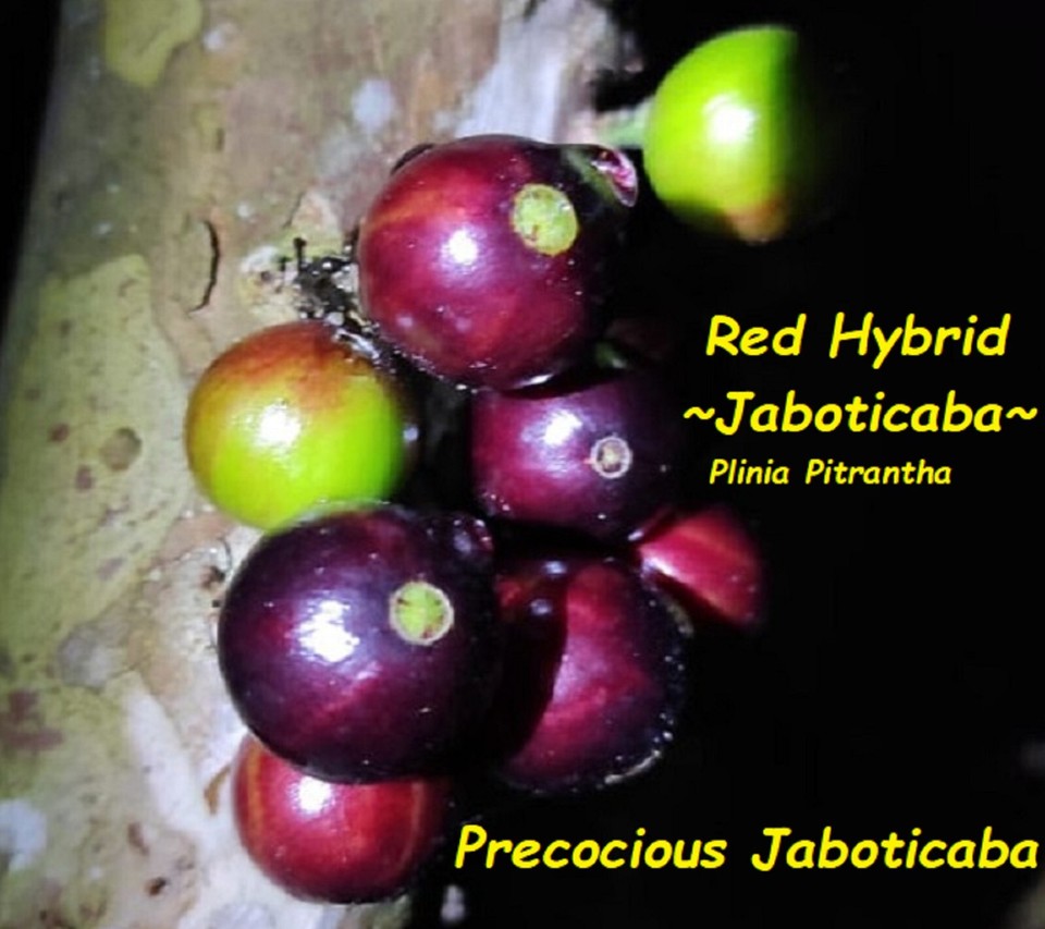 ~RED Hybrid Jaboticaba~ Plinia Pitrantha Dwarf Grape Fruit Tree 2 yrs ...