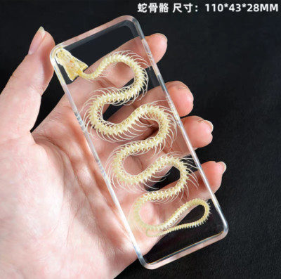 Centipede 11x4.3x2.8cm Displayed Real Block Education Snake Bone ...