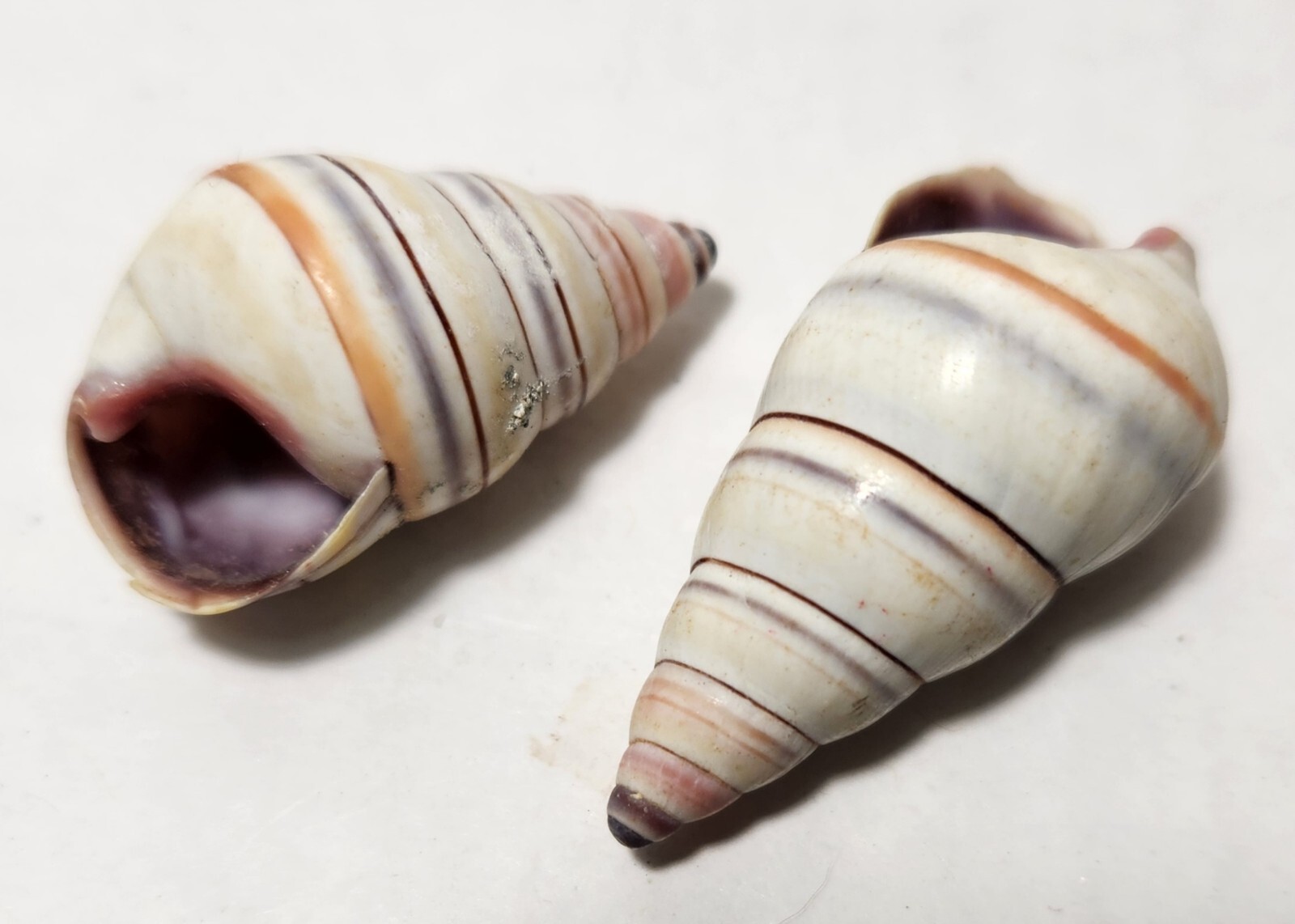 2 Hatian Tree Snail Shells (antipathogenic, antioxidant, skin healing ...