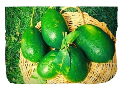 Jara Lebu SEEDS - Bangladeshi Lemon Gondhoraj Rangpur Lime Citrus Tree ...