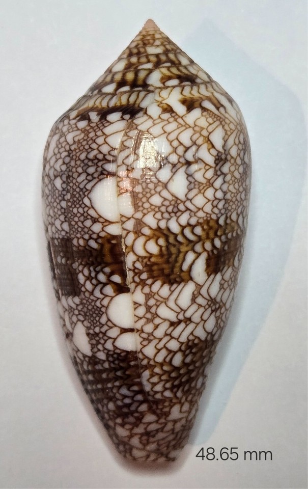 Conidae Conus Canonicus - 48.65 mm - Uncommon - Superb Color & Pattern ...