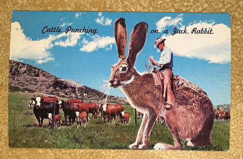 Postcard ~ Cattle Punching on a Jack Rabbit ~ UNMAILED | eBay