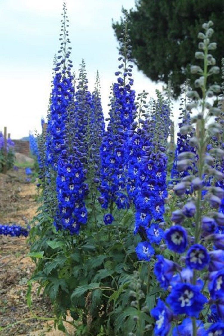 Delphinium Aurora Blue