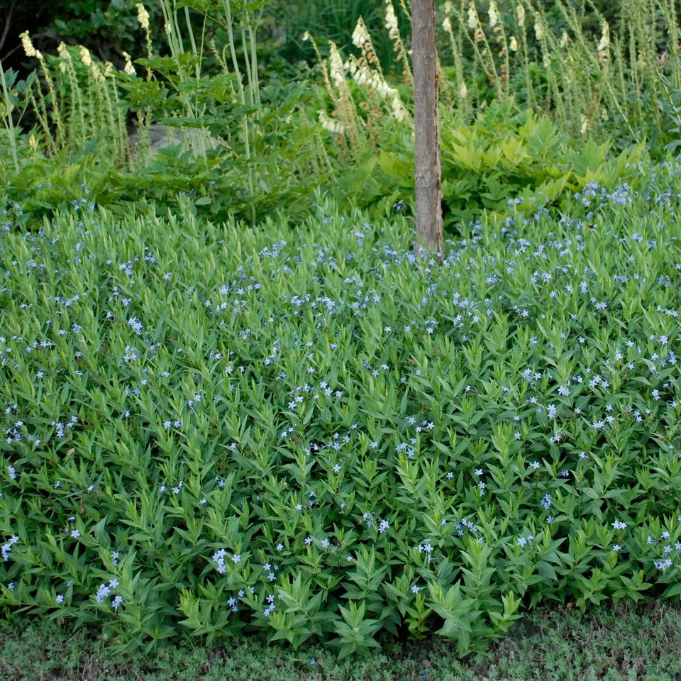 AMSONIA 'BLUE ICE' - Blue Star. SPRING SHIPPING 2025 - Plants ...