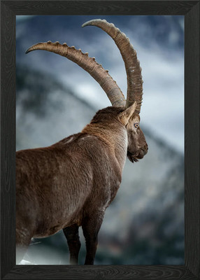 Alpine Ibex Portrait Framed Wall Art Poster Canvas Print Picture | eBay UK