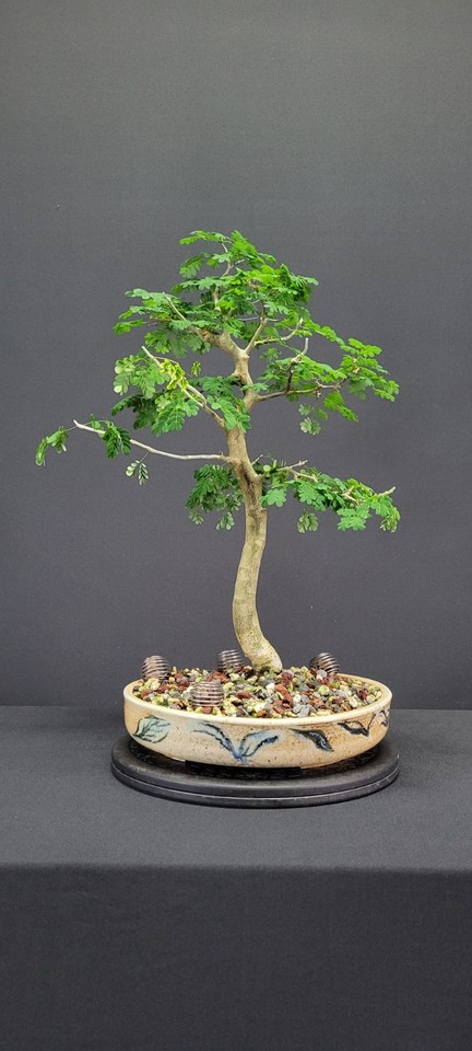 Flowering Brazilian Raintree Bonsai 12"H Indoor/outdoor Pithecellobium ...