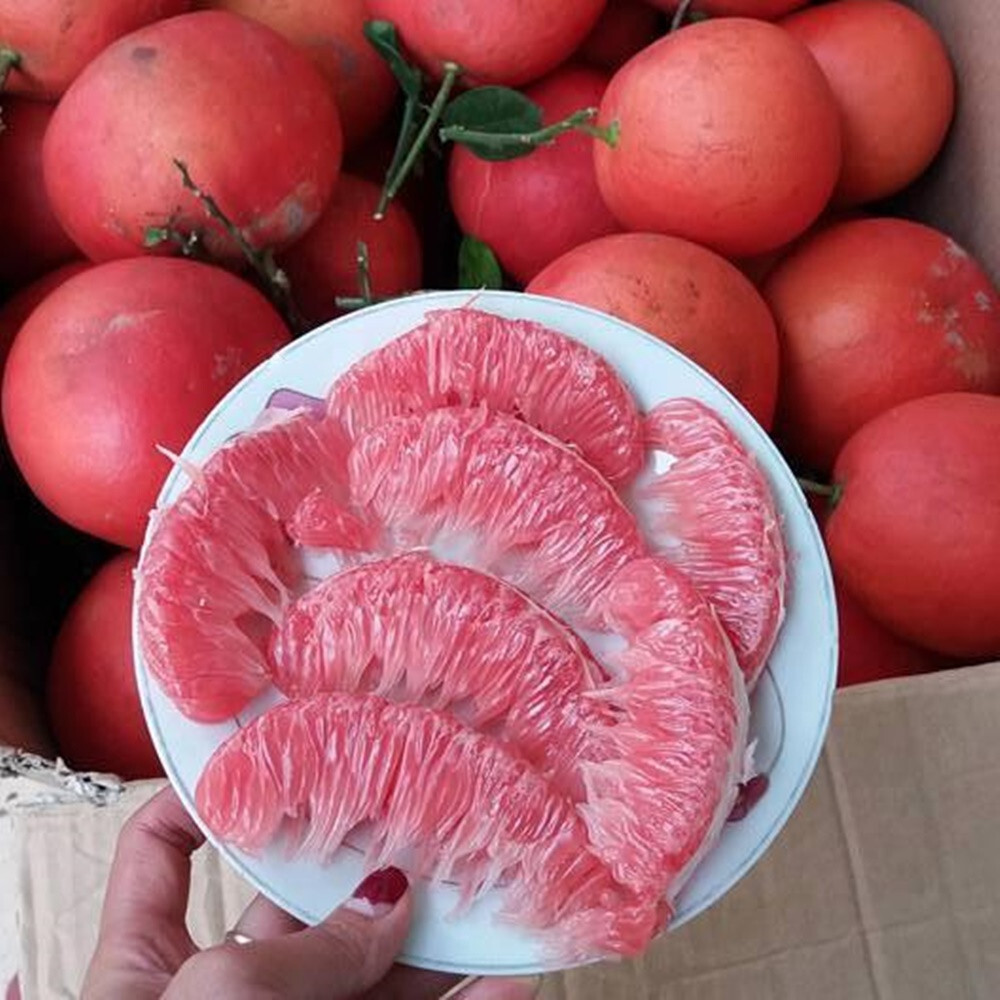 Red Pomelo (Round Fruit) Grafted Plant Fruit Tree Tropical Unique ...