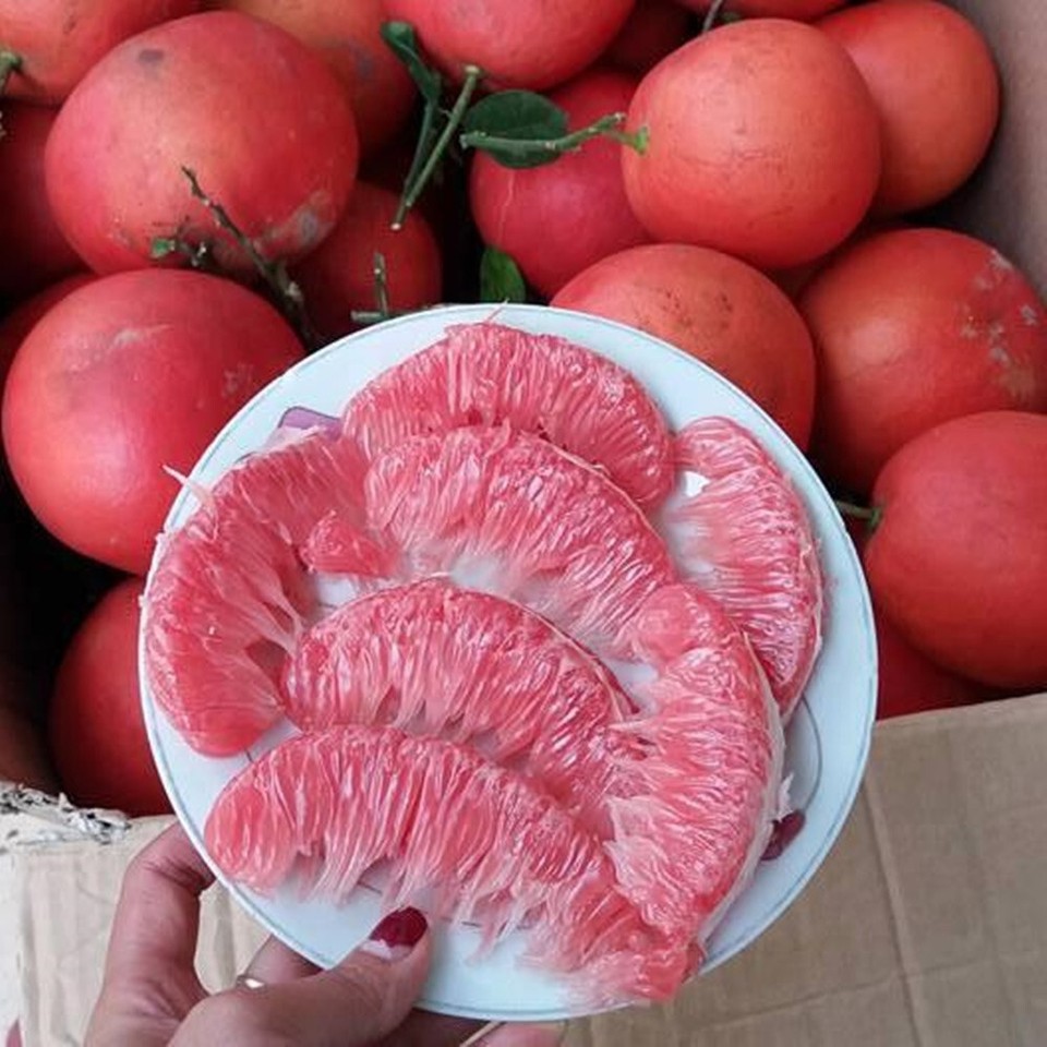 Red Pomelo (Round Fruit) Grafted Plant Fruit Tree Tropical Unique ...