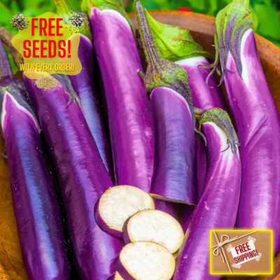 Fresh Chinese Eggplant Seeds | Ping Tung | Heirloom Non-GMO | Asian ...