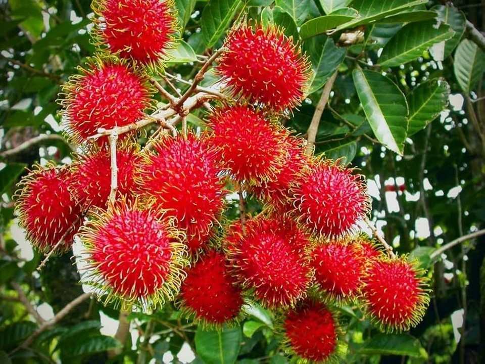 Ceylone Grafted Rambutan Binjai Nephelium lappaceum Linn Fruit Tree ...