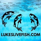 30+ Live Feeder Fish Pink Tuffies/ Rosy Reds Fathead Minnow GUARANTEE ...