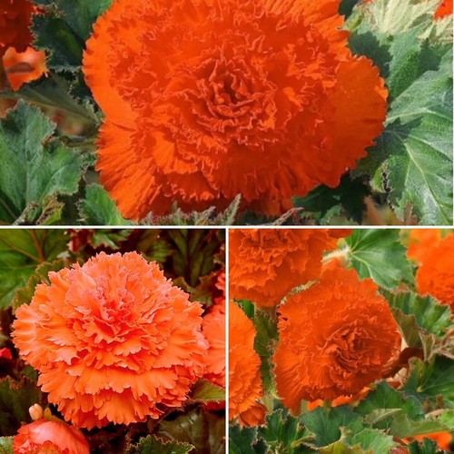 Lot 43 Begonia Fimbriata Salmon x 12 Corms. Pretty Orange Ruffled ...