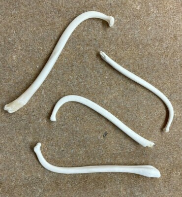 Four coon dicks, penis bone, cleaned and sanitized, raccoon, crafts ...