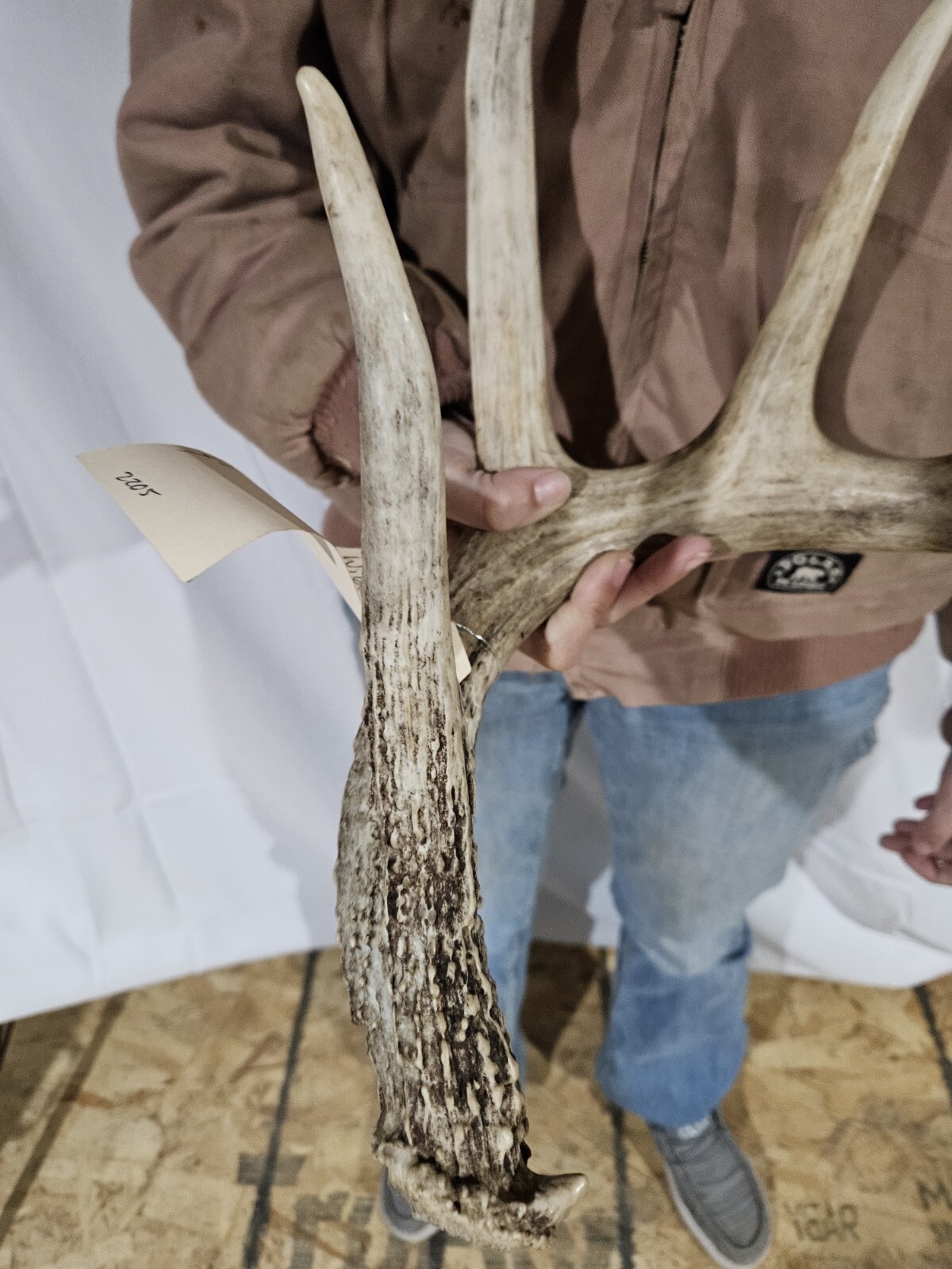 Wild Whitetail Deer Antler Shed Horn Rack Decor 5 Point Typical 61" Man ...