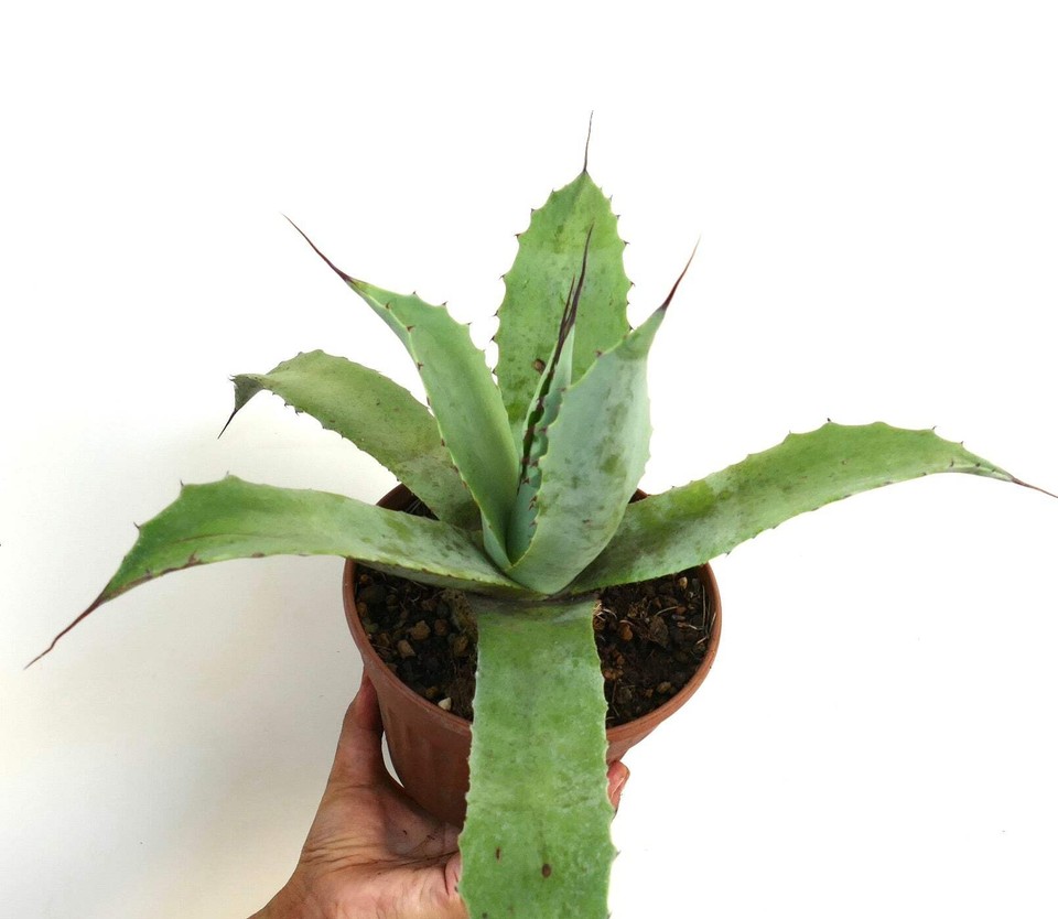 Agave americana X Agave eborispina - Century plant hybrid | American ...