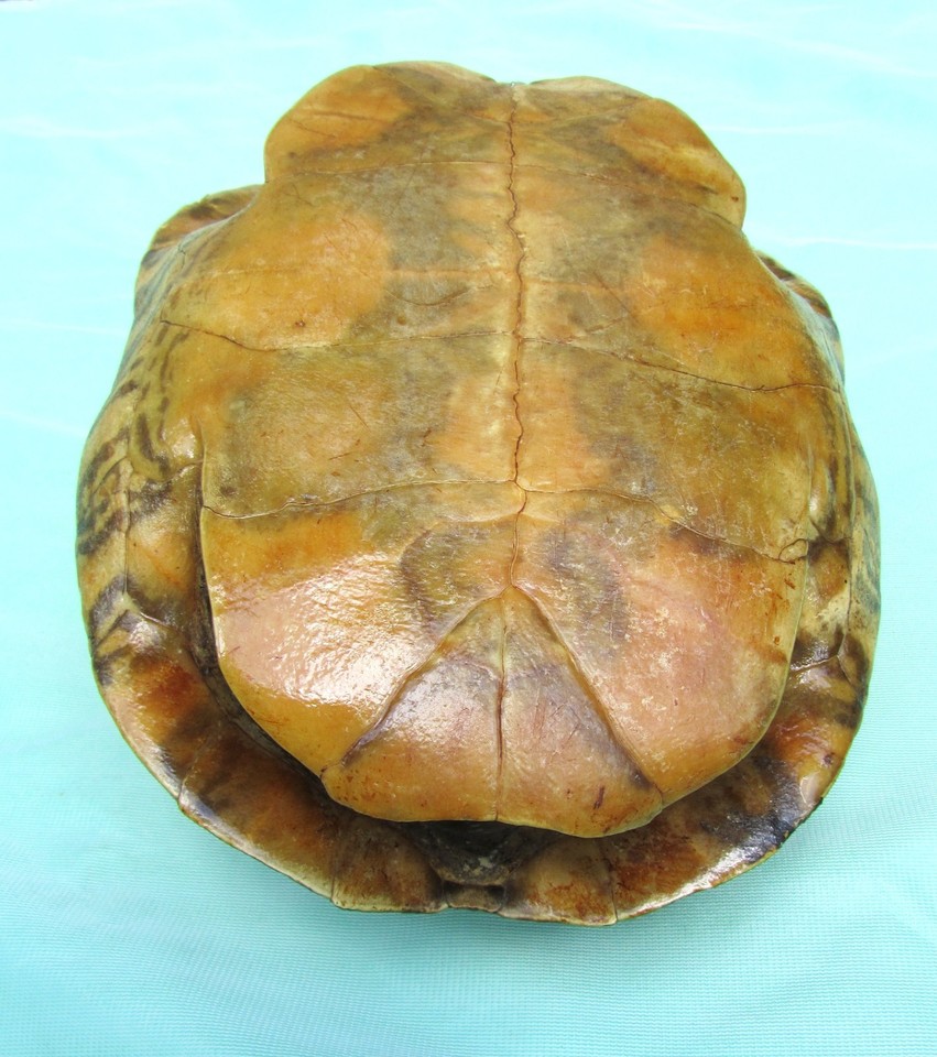 Vintage 12" x 8" River Cooter Natural Turtle Tortoise Shell - Craft ...