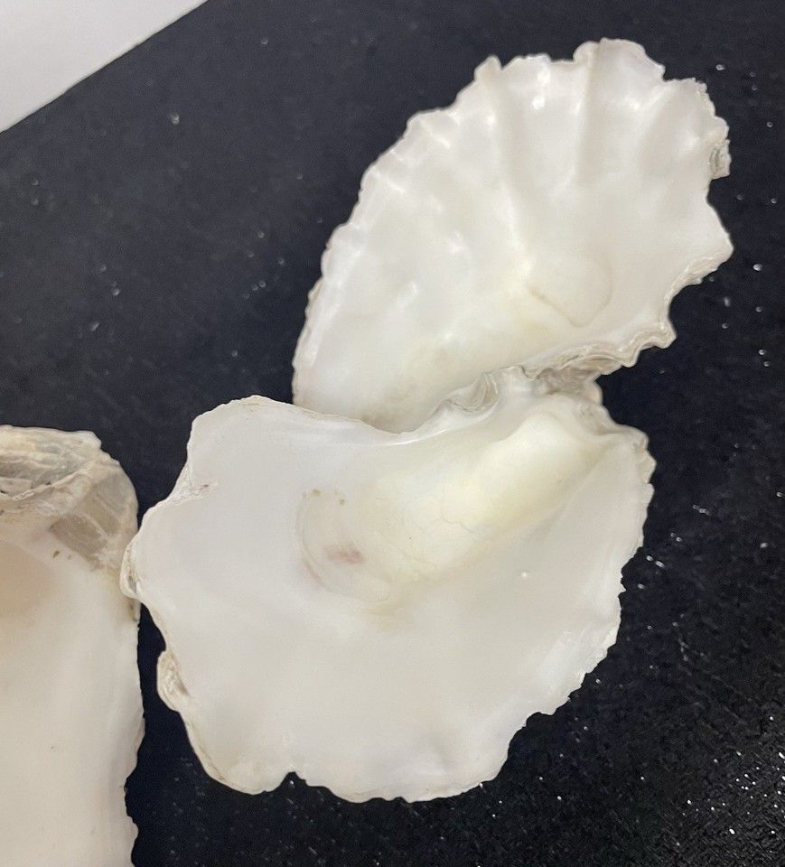 Oyster Barnacle Shell Cluster Clump Genuine Natural Beach Decor Unique ...