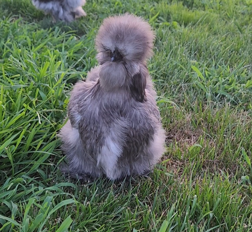 6+ Silkie Bantam Purebred Fertilized Hatching Eggs, FREE SHIPPING! | eBay