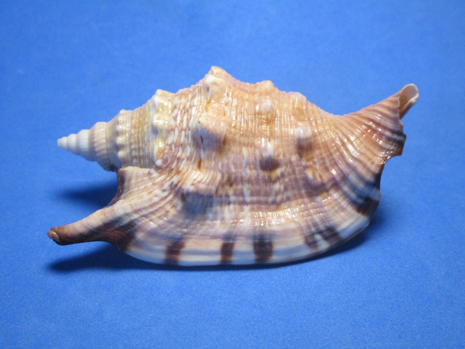 Strombus Euprotomus aratrum (Röding, P.F., 1798) "NICE COLORS!" (71.2mm ...