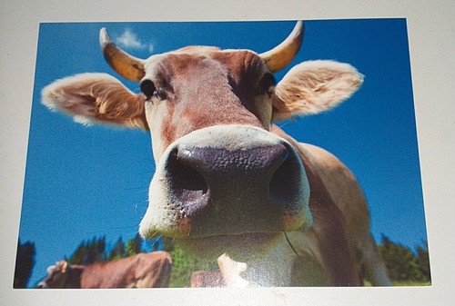 Cow Cow Animal Postcard Postcard Animal Postcard Postcard DJH | eBay