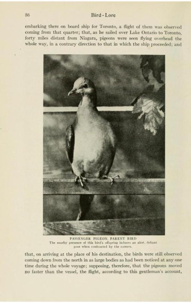 50 PIGEON KEEPING BOOKS ON DVD - PIGEONS BREEDING RACING FANCYING DOVES ...