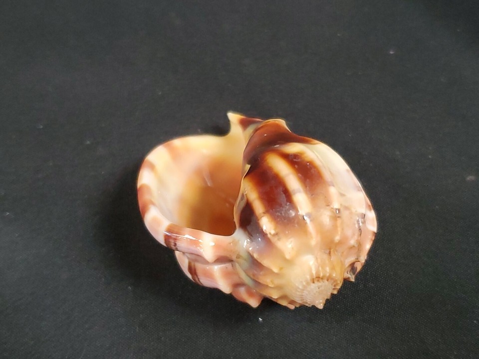 Harpa Conoidalis Lamarc, 1822 HAWAII 61.2mm VERY RARE SHELL | eBay