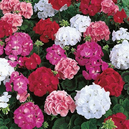 GERANIUM PELARGONIUM SEEDS MIXED FLOWERS RED WHITE PINK SALMON PEACH ...