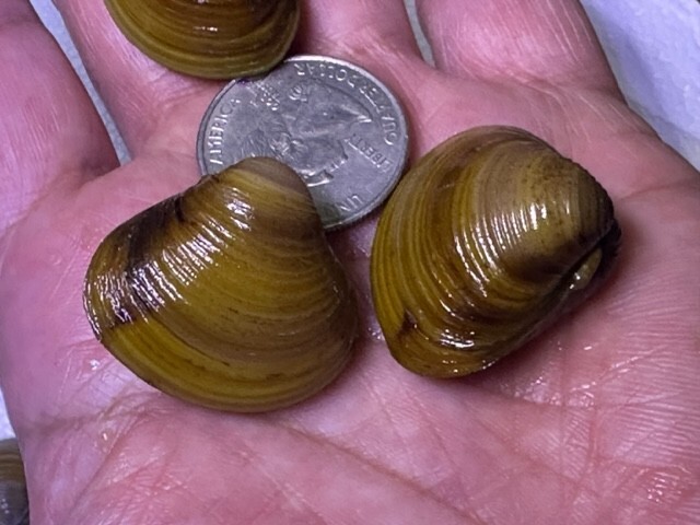 10 LIVE LARGE FRESHWATER GOLDEN BABY CLAMS MUSSELS FILTER FEEDER ...