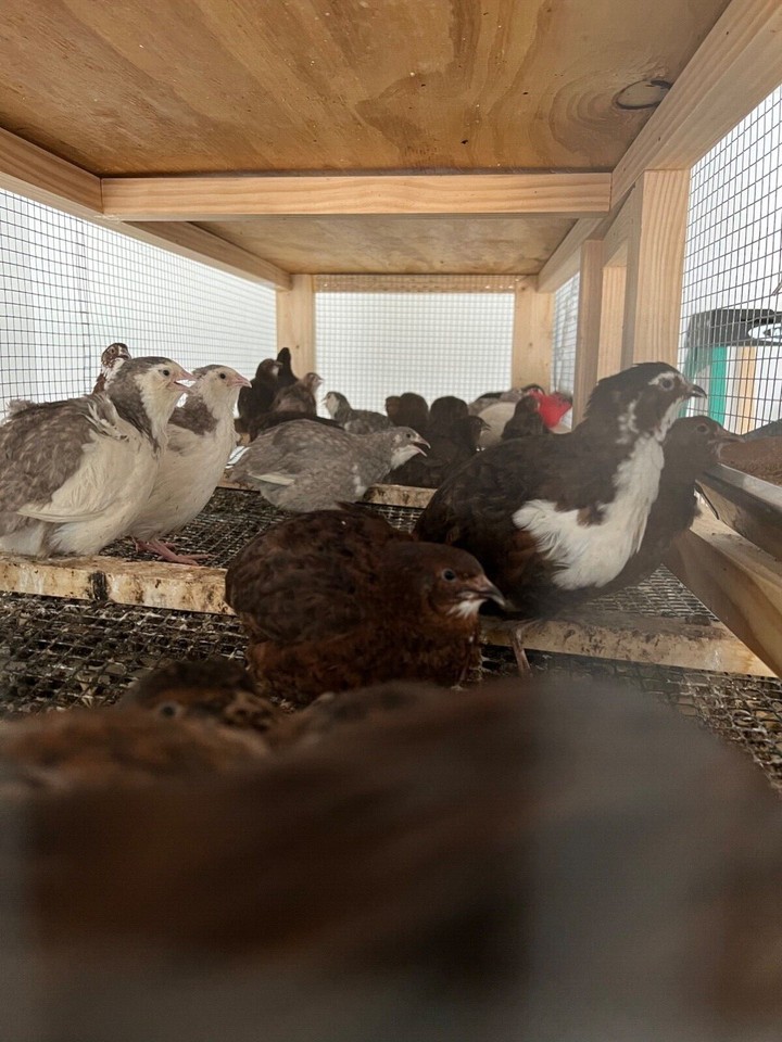 Wooden Quail Cage, 4 Levels capable, feeders included, automatic water ...