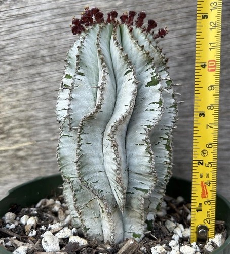Euphorbia polygona ‘Snowflake’ Succulent Cactus Live Plant Male | eBay